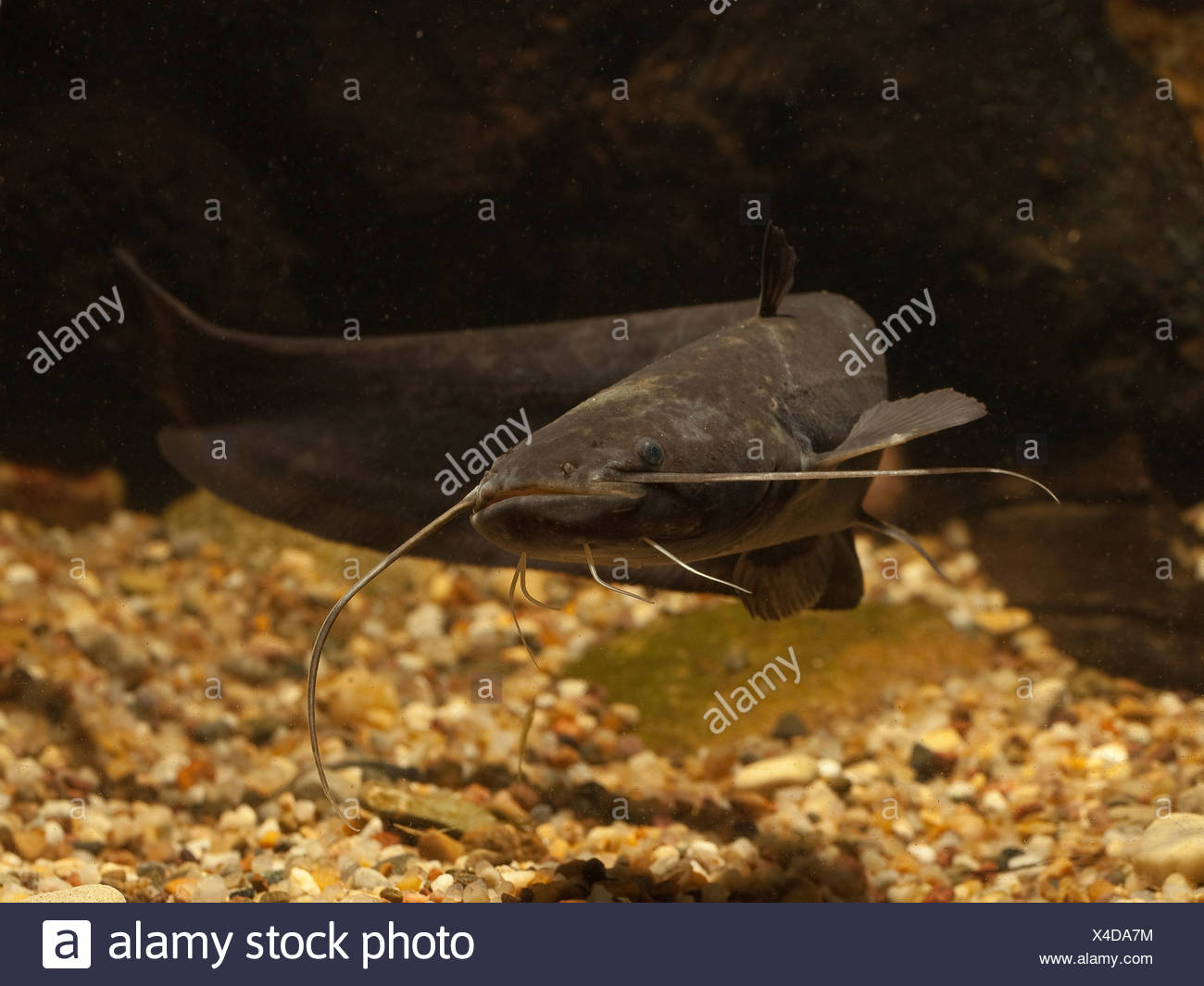 European Catfish Stock Photos & European Catfish Stock Images - Alamy