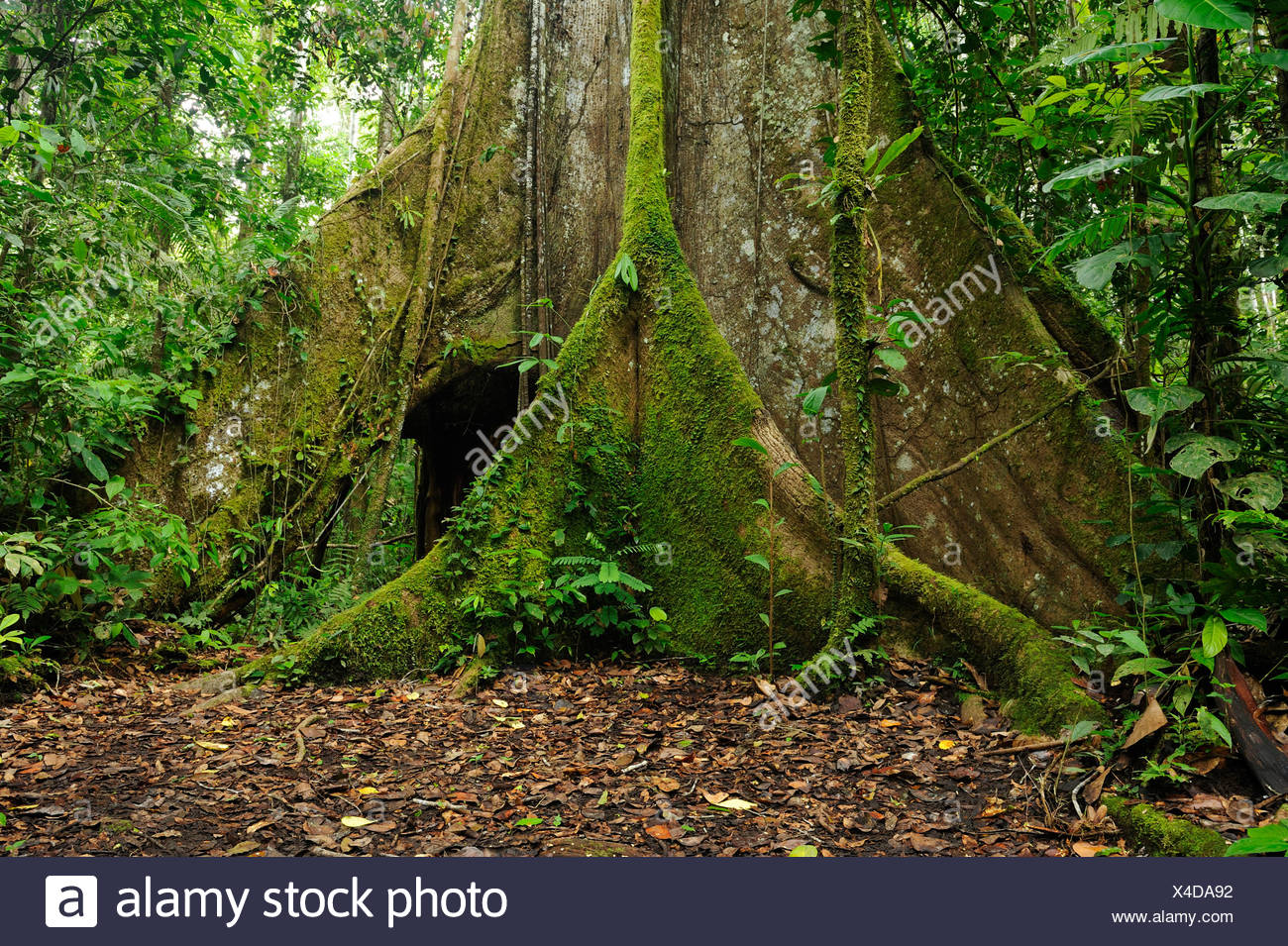 Kapok Tree Roots High Resolution Stock Photography and Images - Alamy