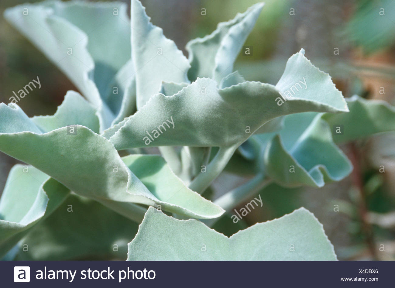 Felt Bush High Resolution Stock Photography and Images - Alamy