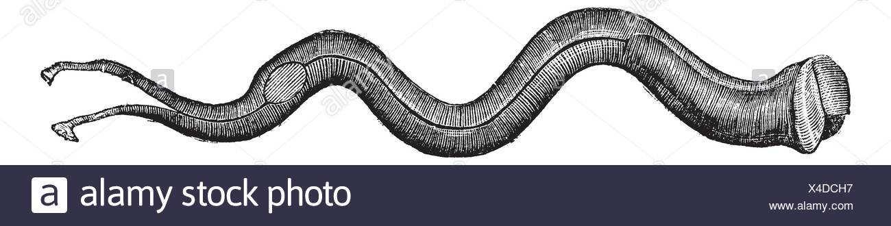 Teredo Worm High Resolution Stock Photography and Images - Alamy