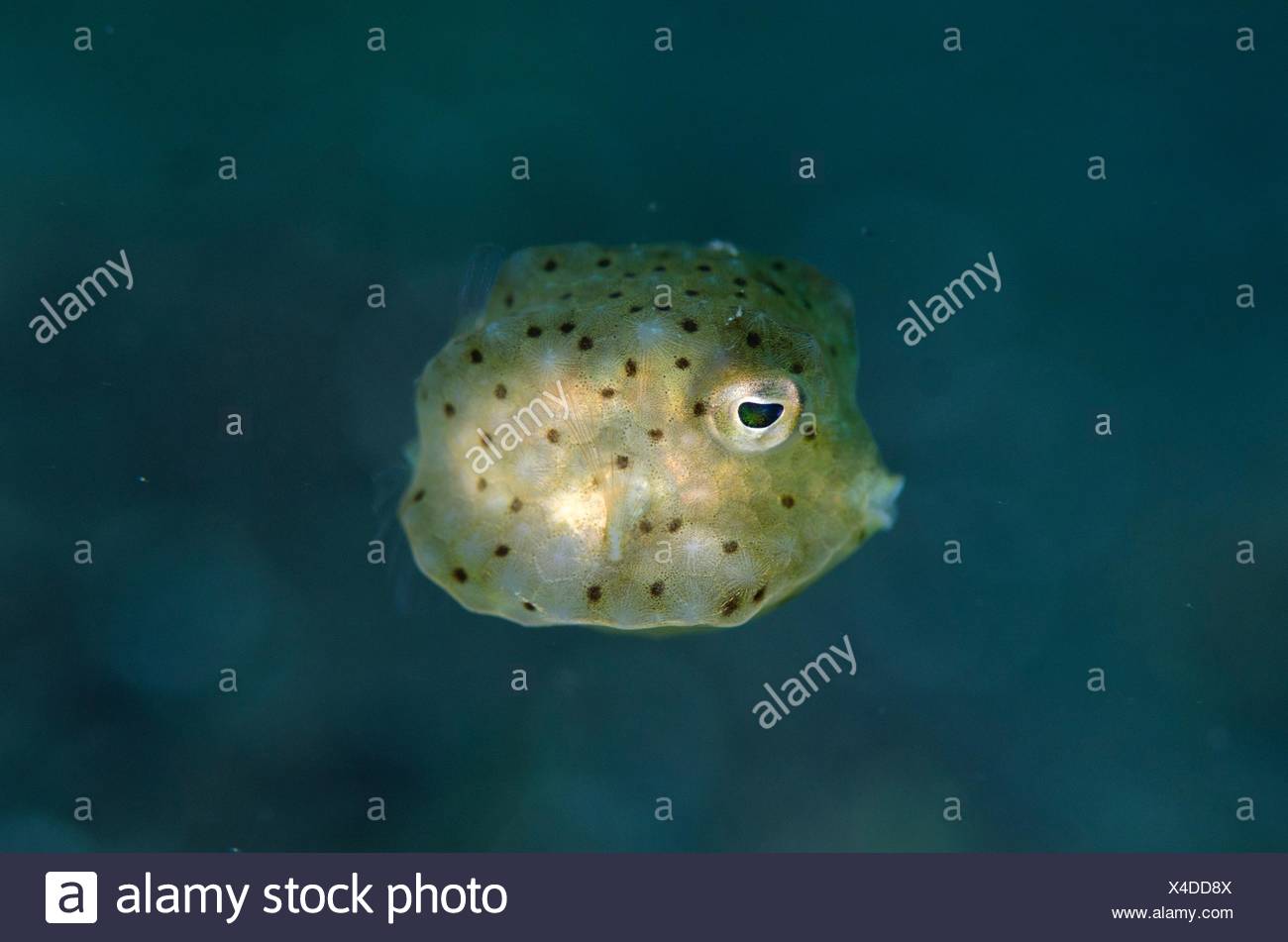 Fish Belly High Resolution Stock Photography and Images - Alamy