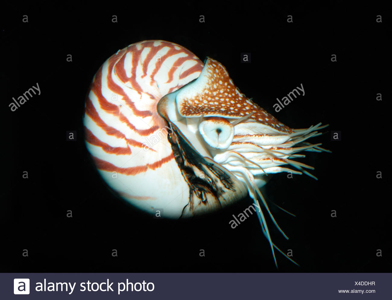 Rare Molluscs High Resolution Stock Photography and Images - Alamy