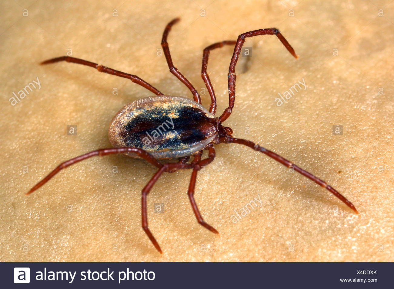 Soft Tick High Resolution Stock Photography and Images - Alamy