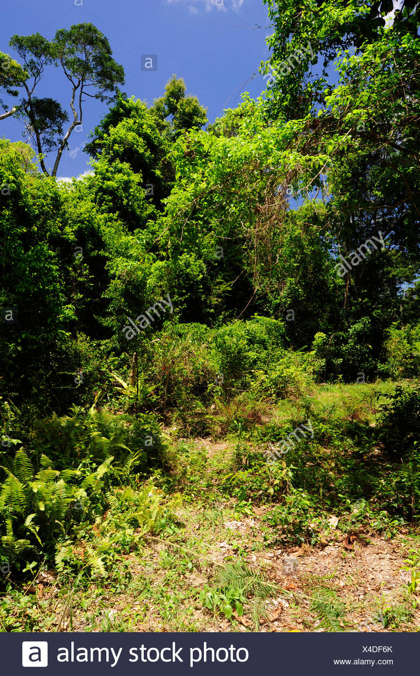 Jungle Clearing Stock Photos & Jungle Clearing Stock Images - Alamy