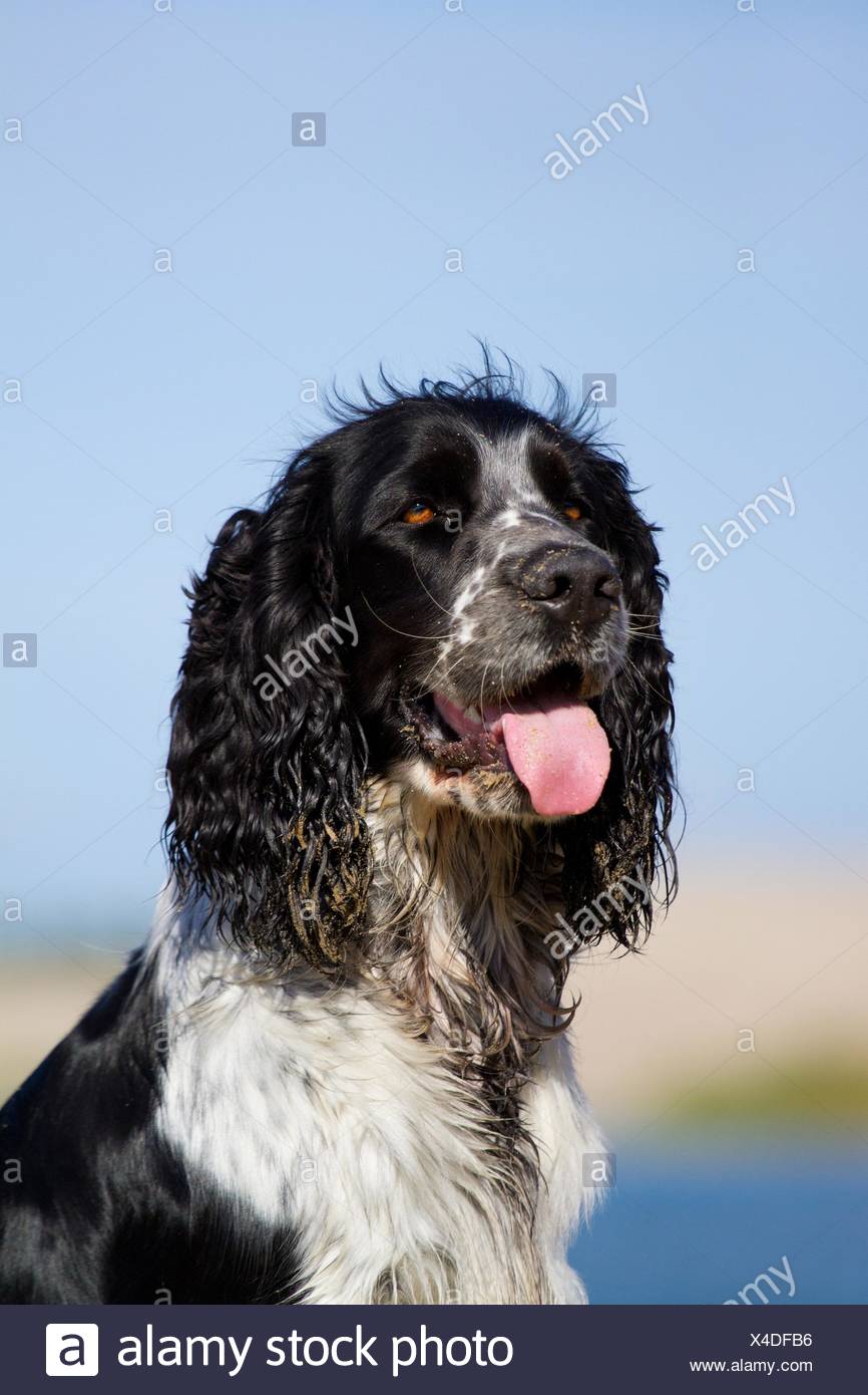 English Springer Spaniel Hunting Stock Photos & English Springer ...