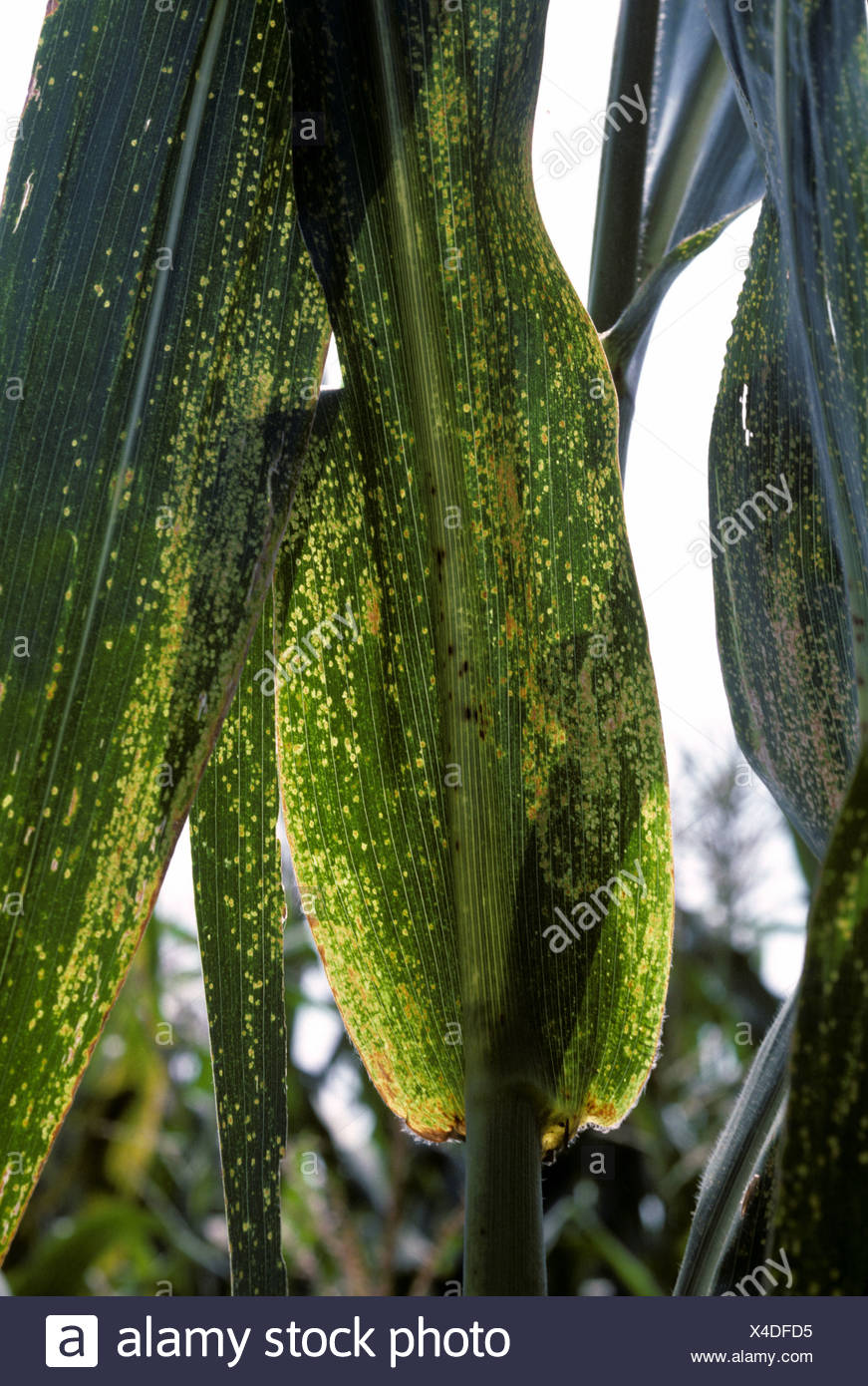 Eyespot Disease High Resolution Stock Photography and Images - Alamy