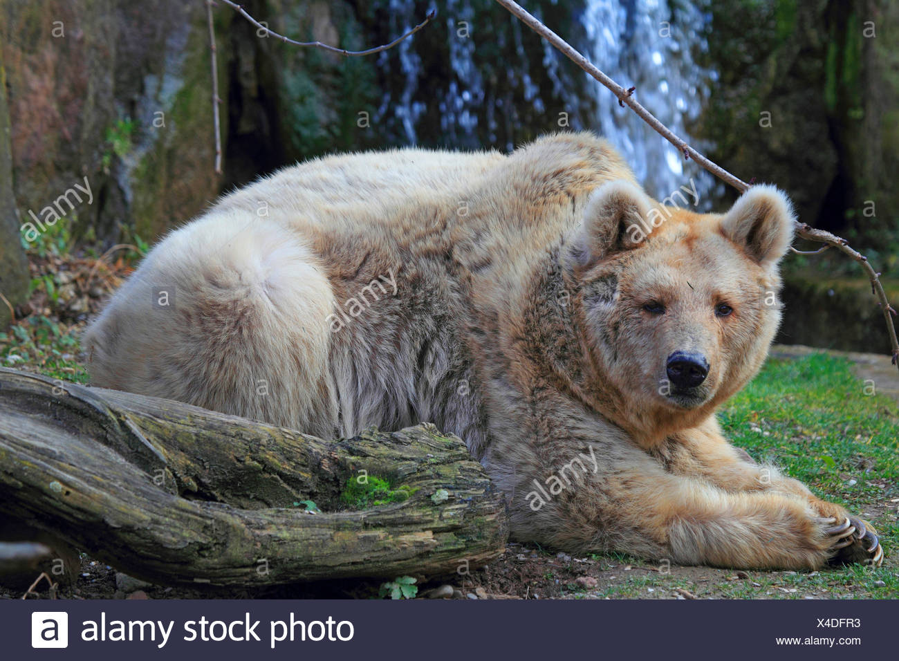 Syrian Brown Bear Ursus Syriacus High Resolution Stock Photography and ...