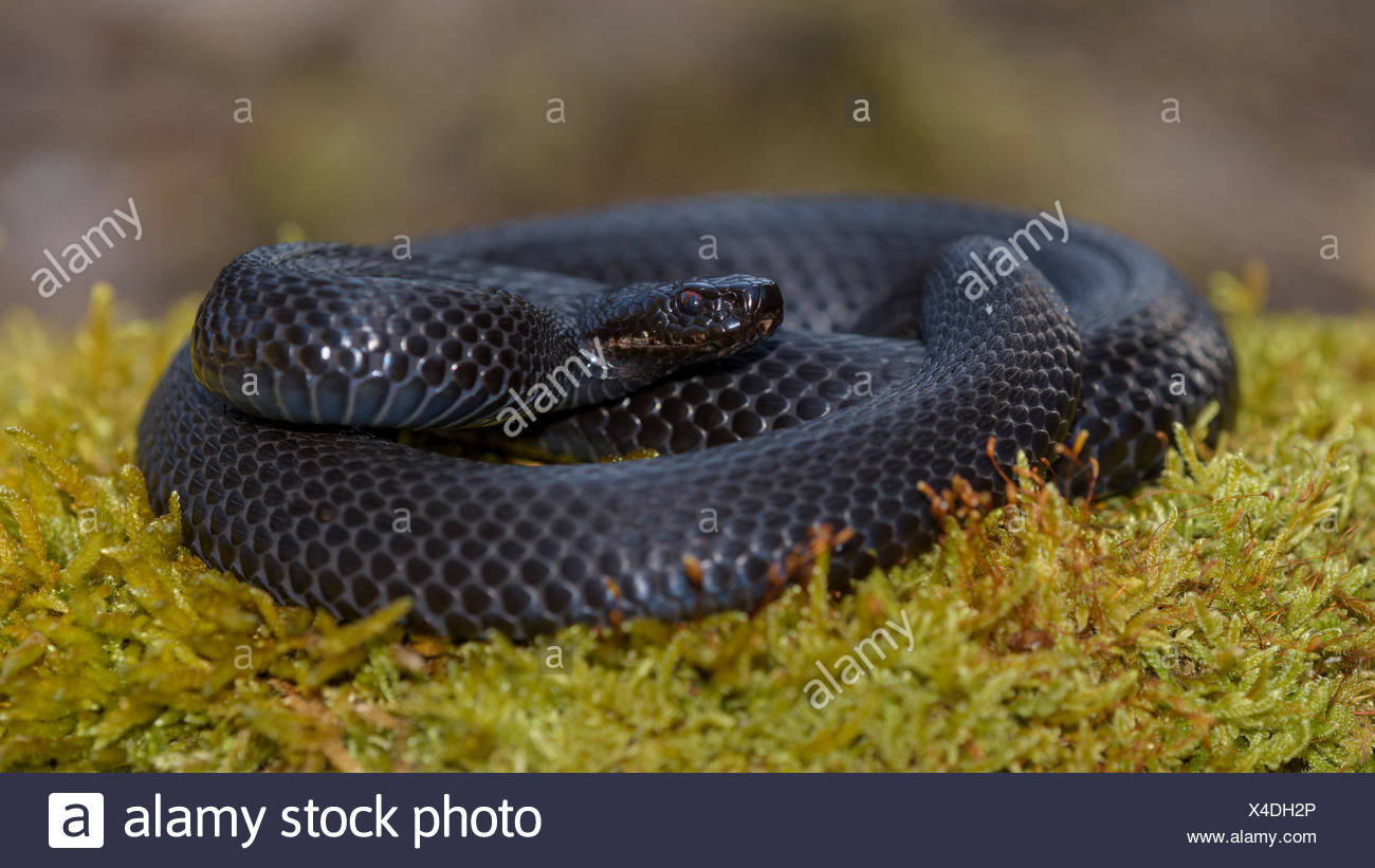 Black Viper Snake High Resolution Stock Photography and Images - Alamy