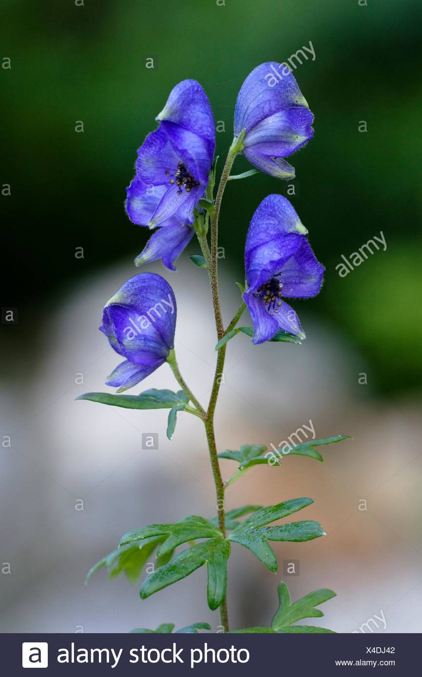 Wolf Bane High Resolution Stock Photography and Images - Alamy