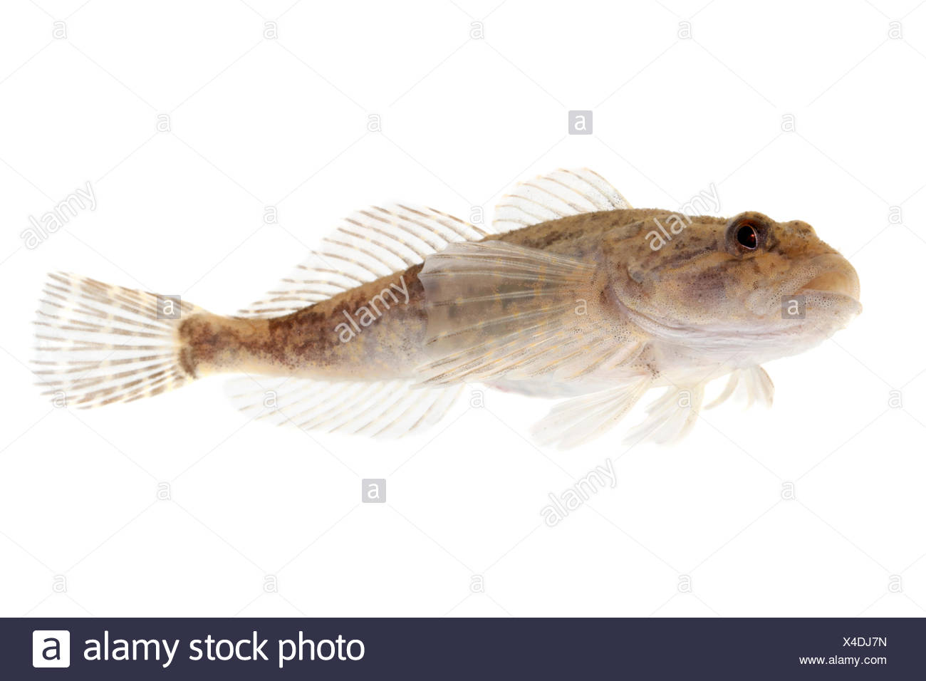 European Bullhead Fish Cottus Gobio Stock Photos & European Bullhead ...