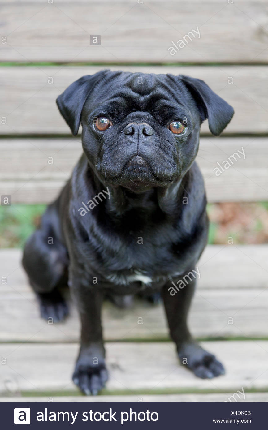 Black Pug Sitting On High Resolution Stock Photography and Images - Alamy