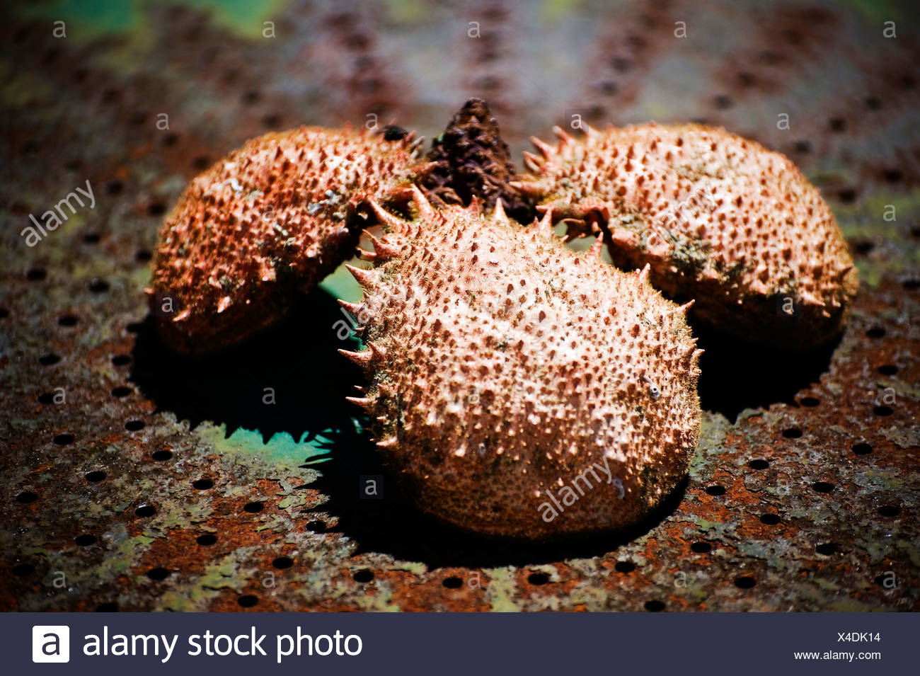 Animals With Exoskeletons High Resolution Stock Photography and Images ...