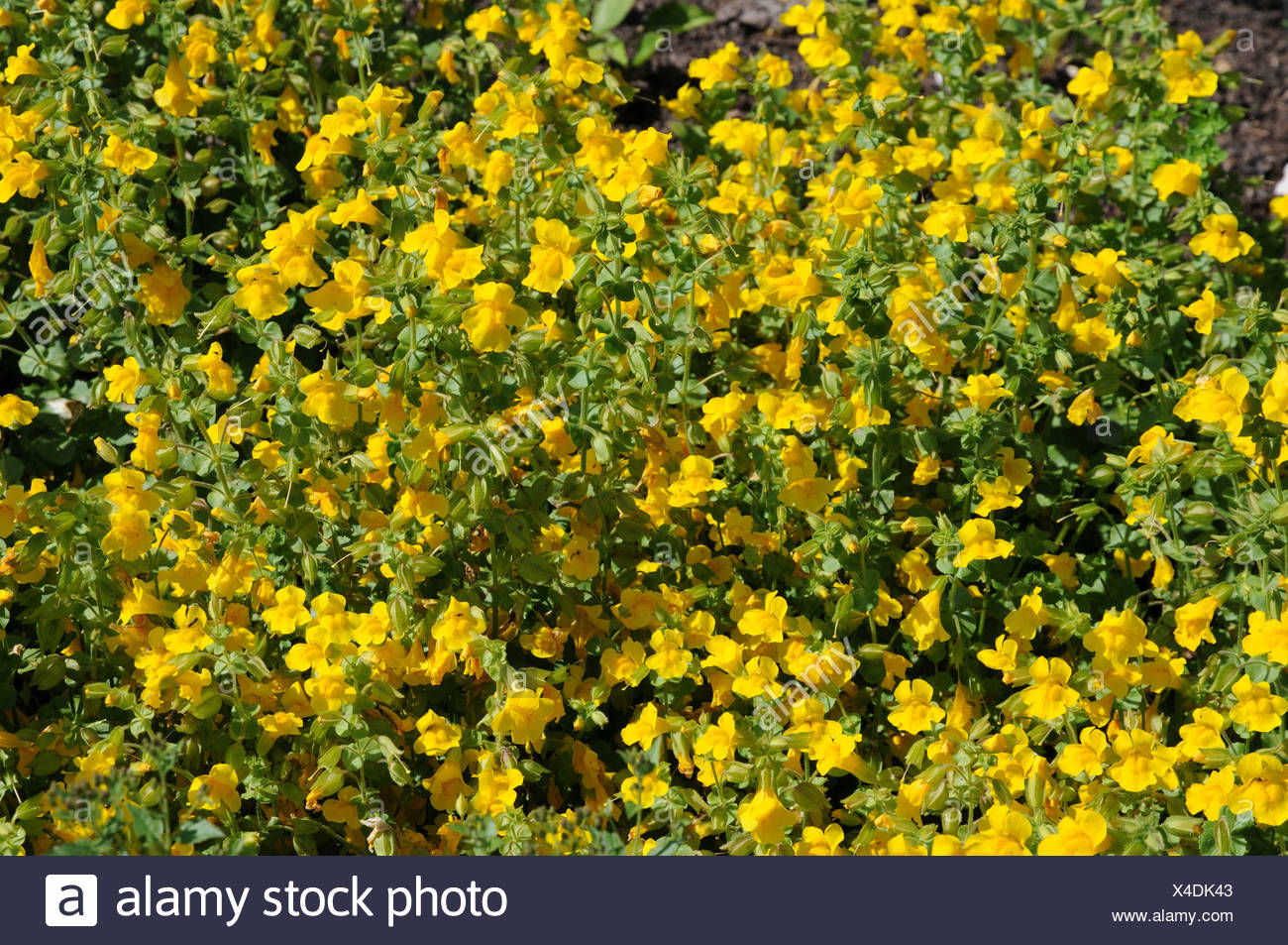 Mimulus Flowers High Resolution Stock Photography and Images - Alamy