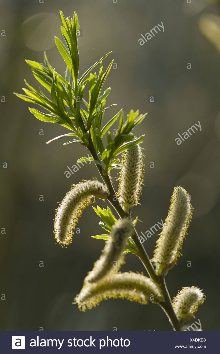 Common Osier Willow Salix Viminalis High Resolution Stock Photography ...