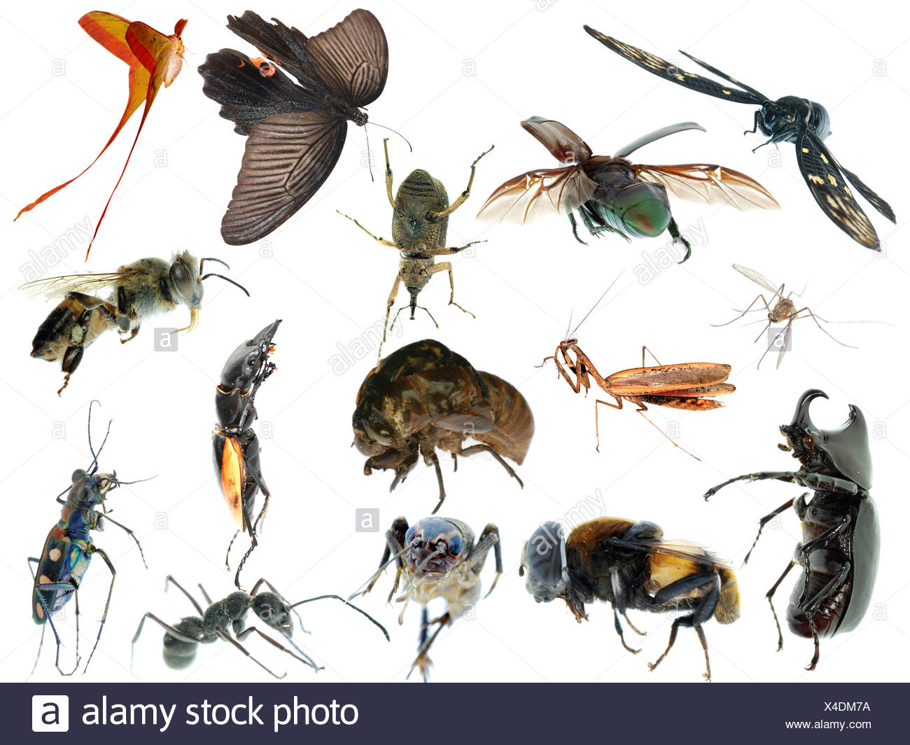 Insect Collection Stock Photos & Insect Collection Stock Images - Alamy