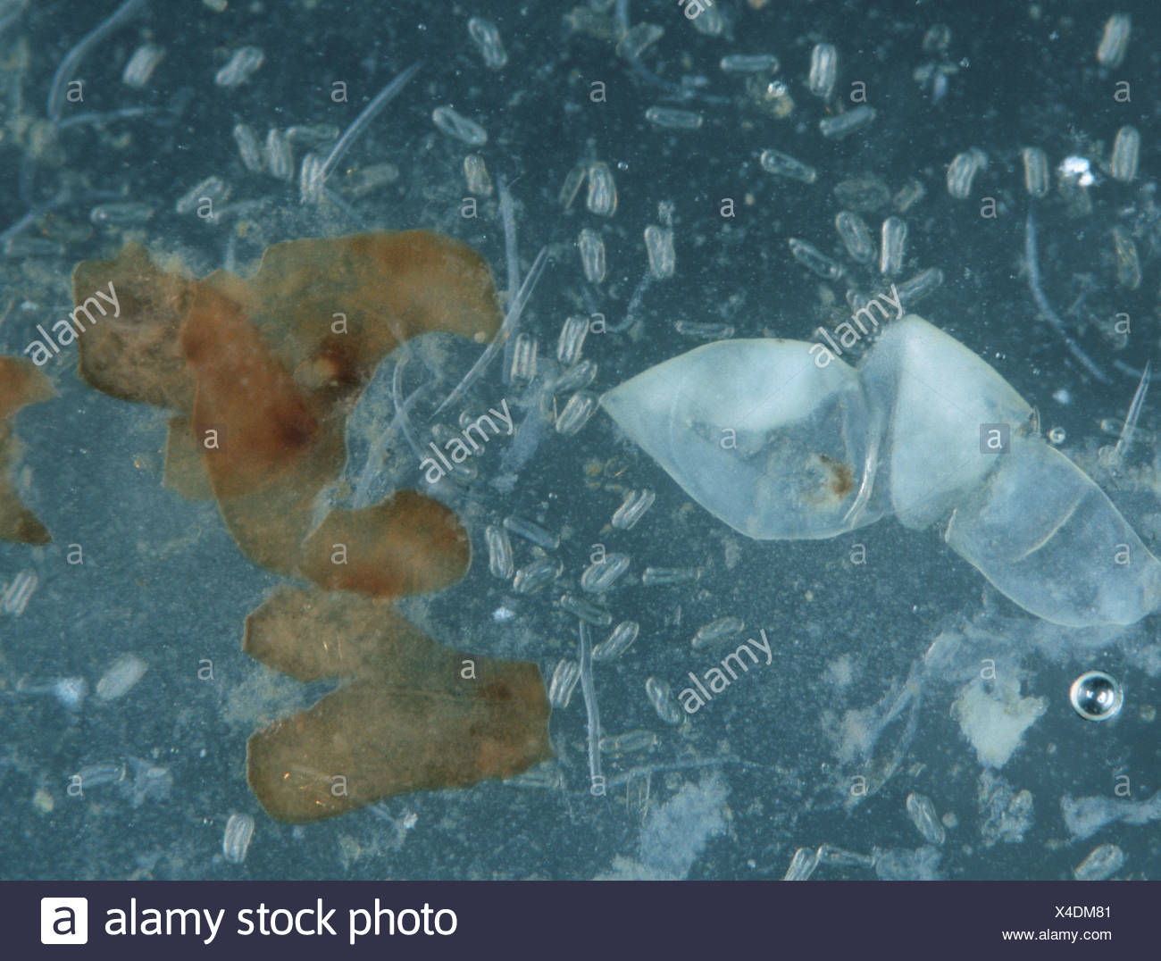 Free Living Nematode High Resolution Stock Photography and Images - Alamy