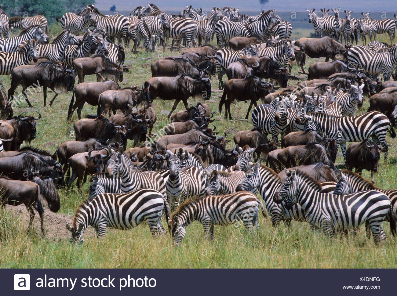 Gazelle Migration Stock Photos & Gazelle Migration Stock Images - Alamy