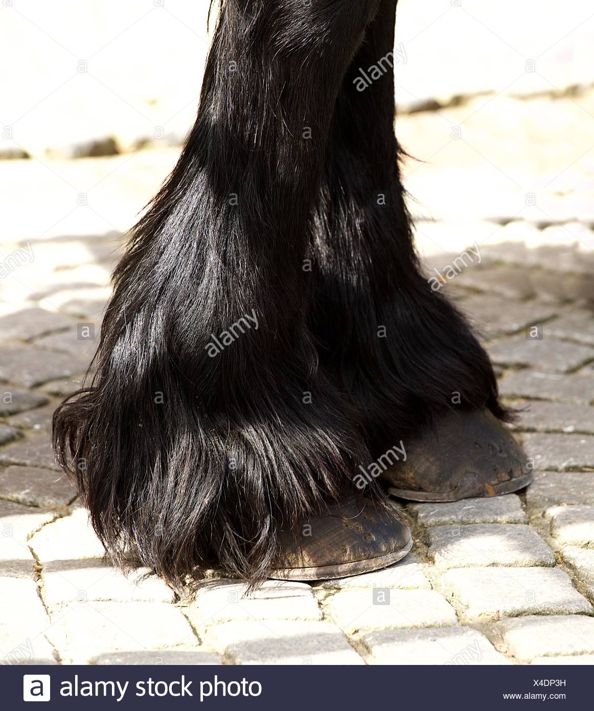 Black Hooves Stock Photos & Black Hooves Stock Images - Alamy