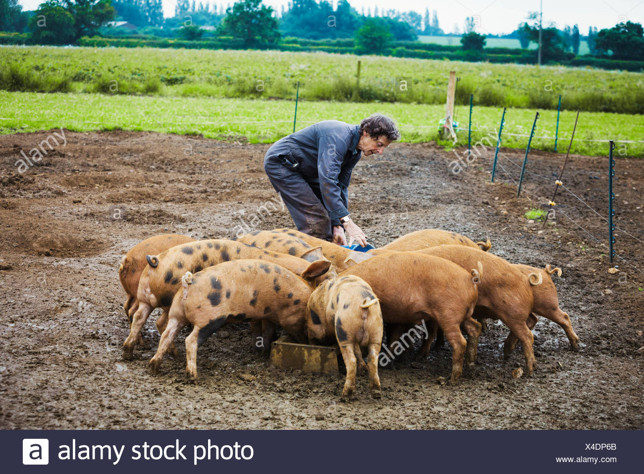 Feeding Trough Stock Photos & Feeding Trough Stock Images - Alamy