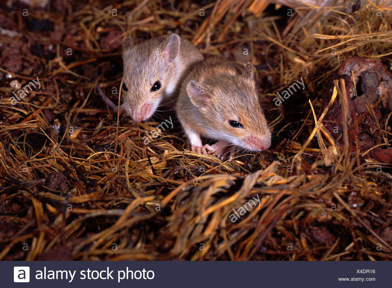 Rodent Spain Spanish Wildlife High Resolution Stock Photography and ...
