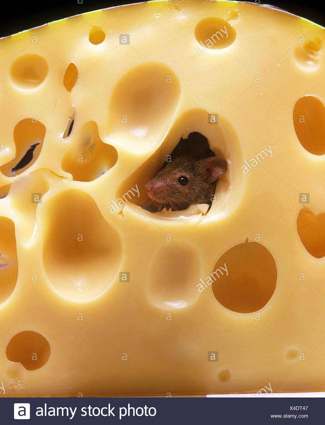 Mouse Eats Cheese High Resolution Stock Photography and Images - Alamy