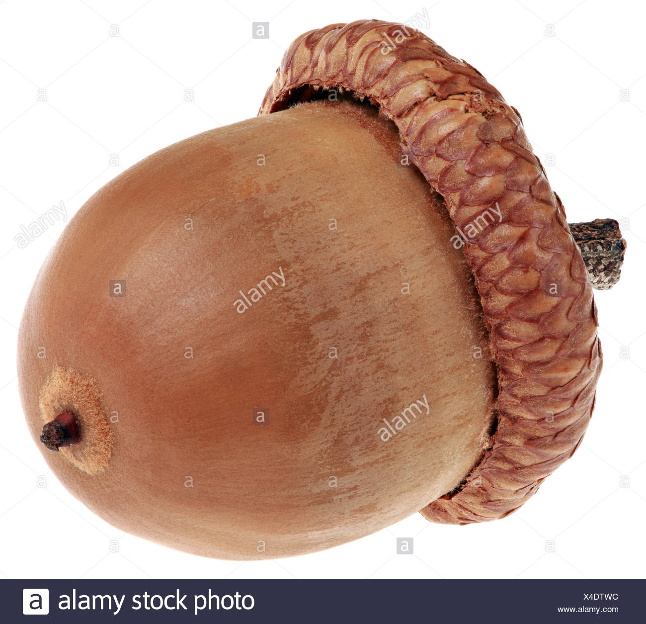 Acorn Cap High Resolution Stock Photography and Images - Alamy
