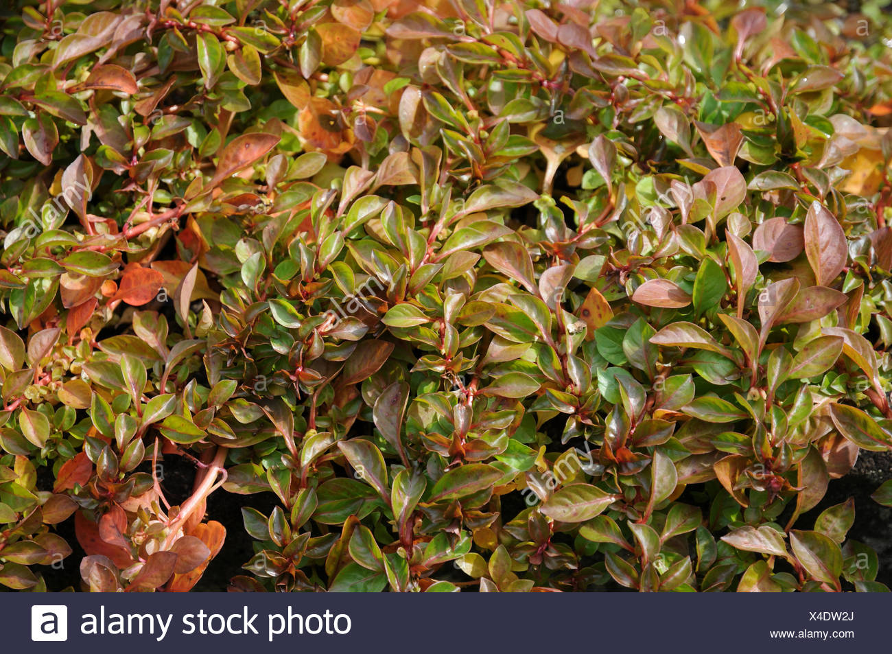 Marsh Seedbox High Resolution Stock Photography and Images - Alamy