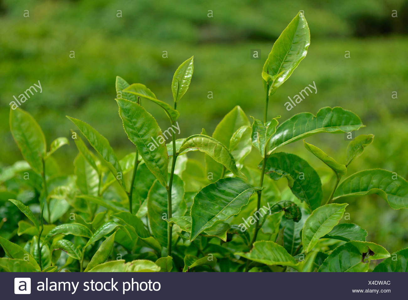 Tea Plant Camellia Sinensis Thea Stock Photos & Tea Plant Camellia ...