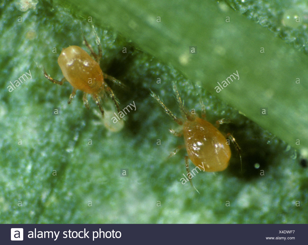 Predatory Mite High Resolution Stock Photography and Images - Alamy