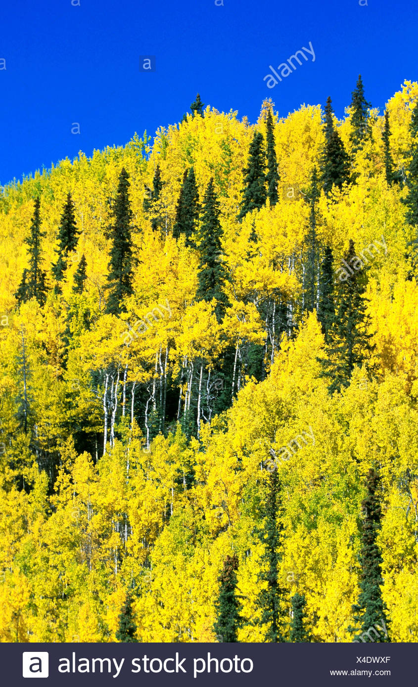 Alaska Summer Birch Forest Stock Photos & Alaska Summer Birch Forest ...