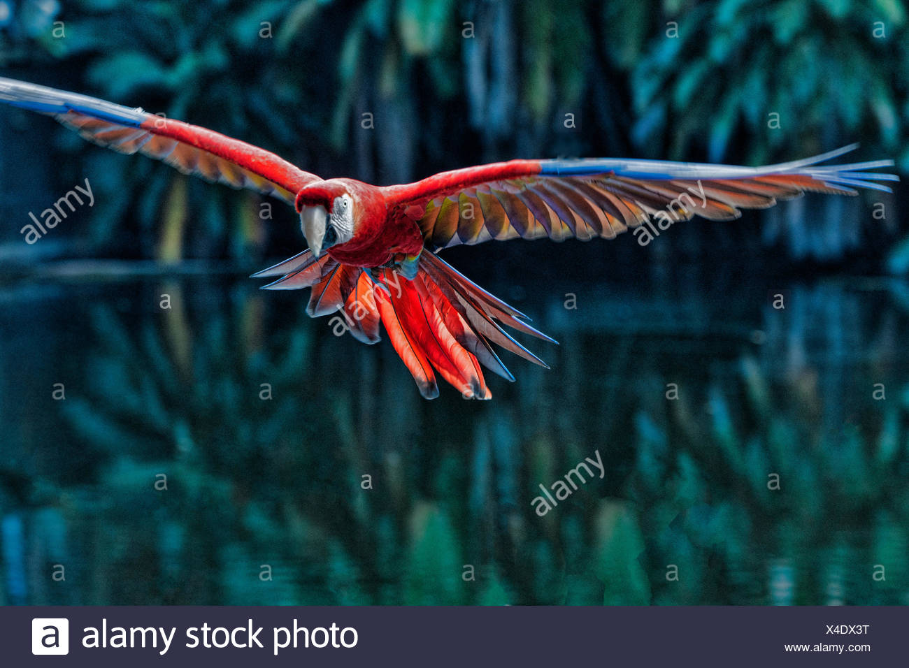 Scarlet Macaw Flying Stock Photos & Scarlet Macaw Flying Stock Images ...