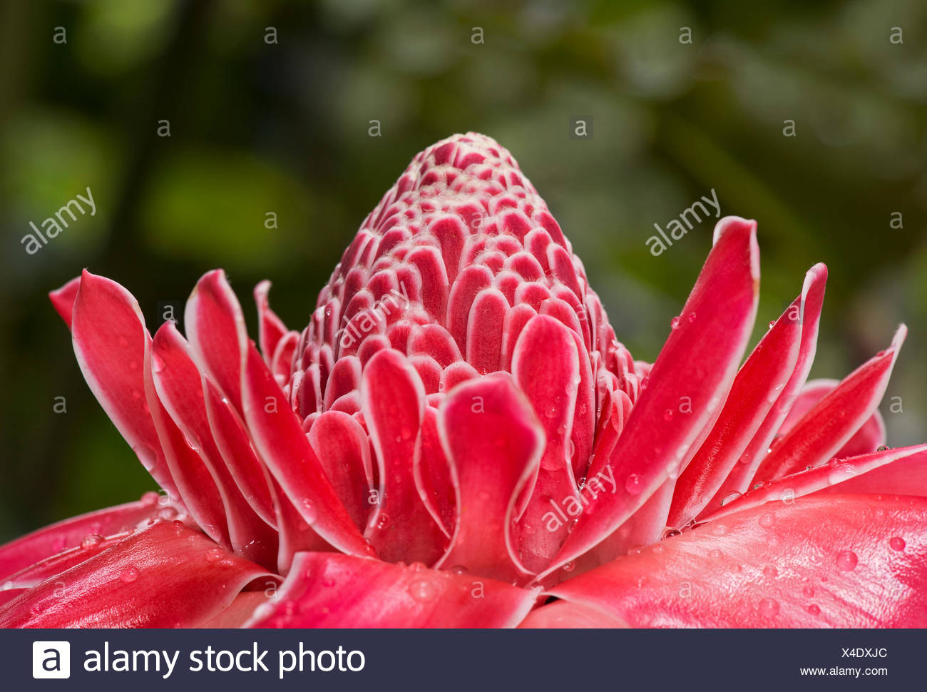 Amazon Jungle Flower High Resolution Stock Photography and Images - Alamy