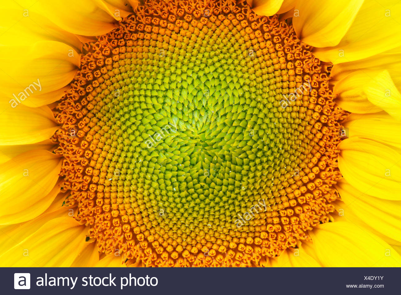 Sunflower Middle Pattern High Resolution Stock Photography and Images ...