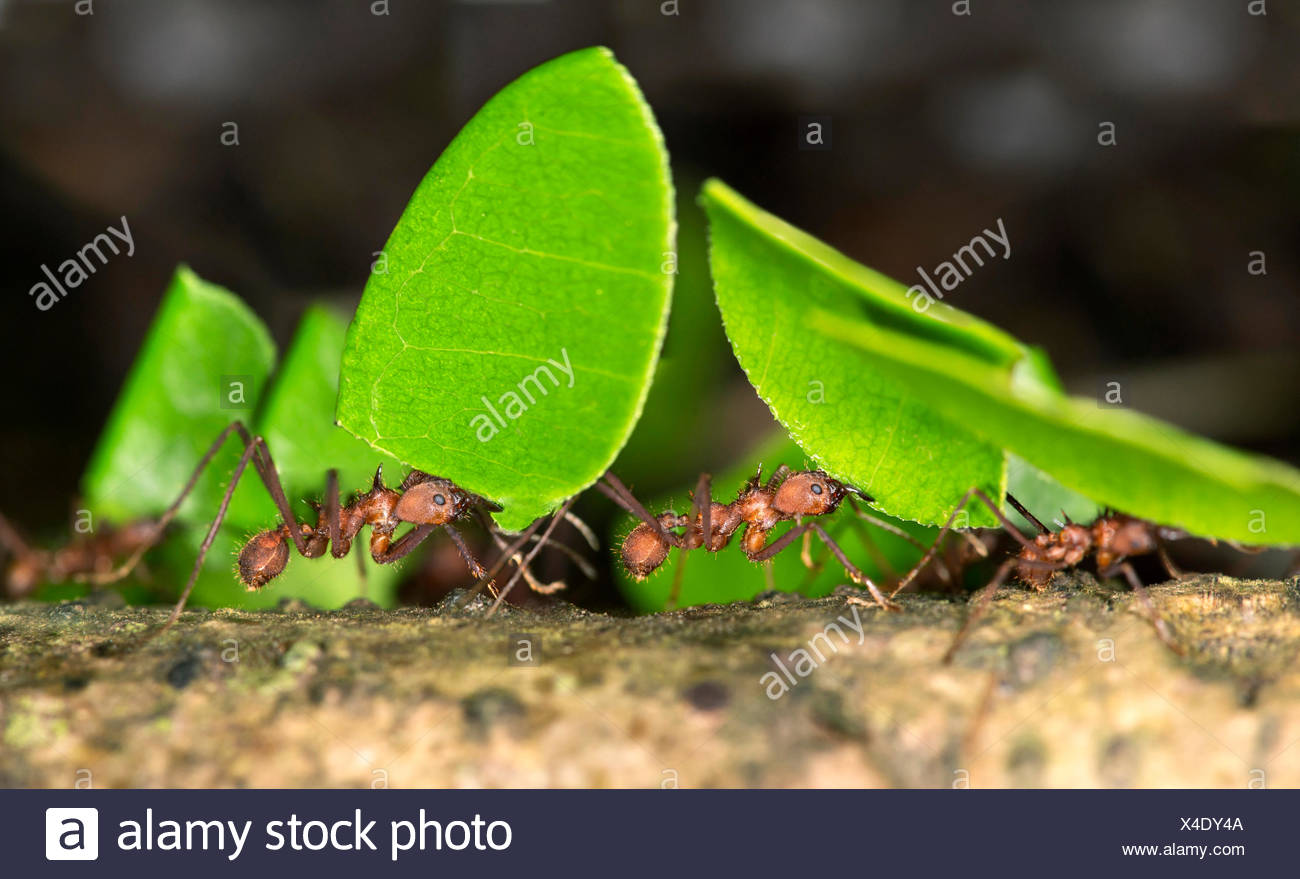 Leafcutter Ant Nest High Resolution Stock Photography and Images - Alamy