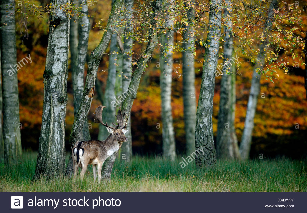 Birch Trees With Deer Stock Photos & Birch Trees With Deer Stock Images ...
