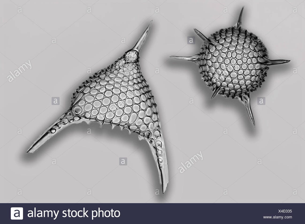 Radiolarians High Resolution Stock Photography and Images - Alamy