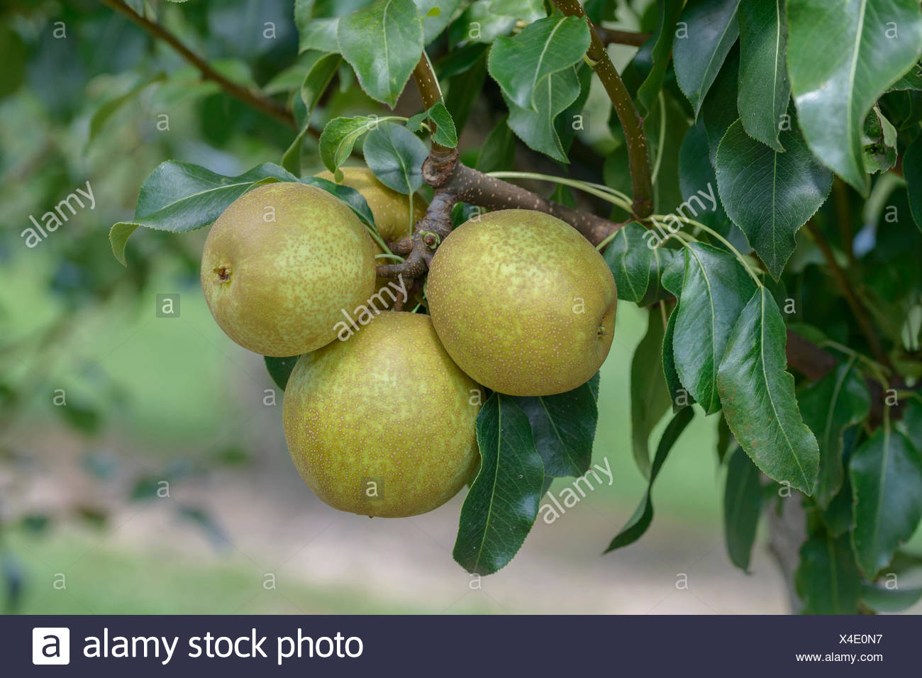 Kultur Birne Stock Photos & Kultur Birne Stock Images - Alamy