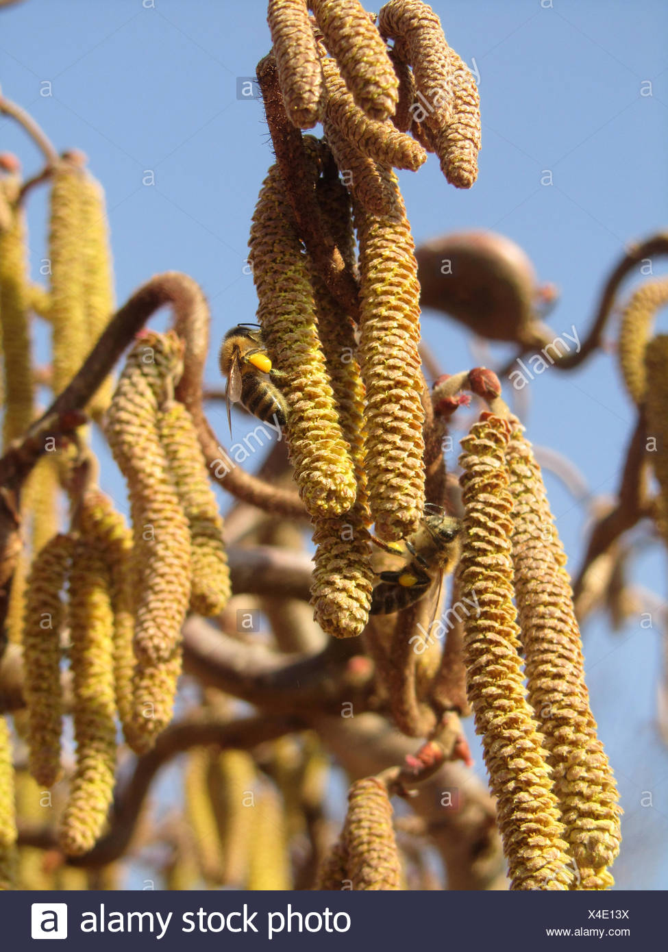 Twisted Hazel Shrub High Resolution Stock Photography and Images - Alamy
