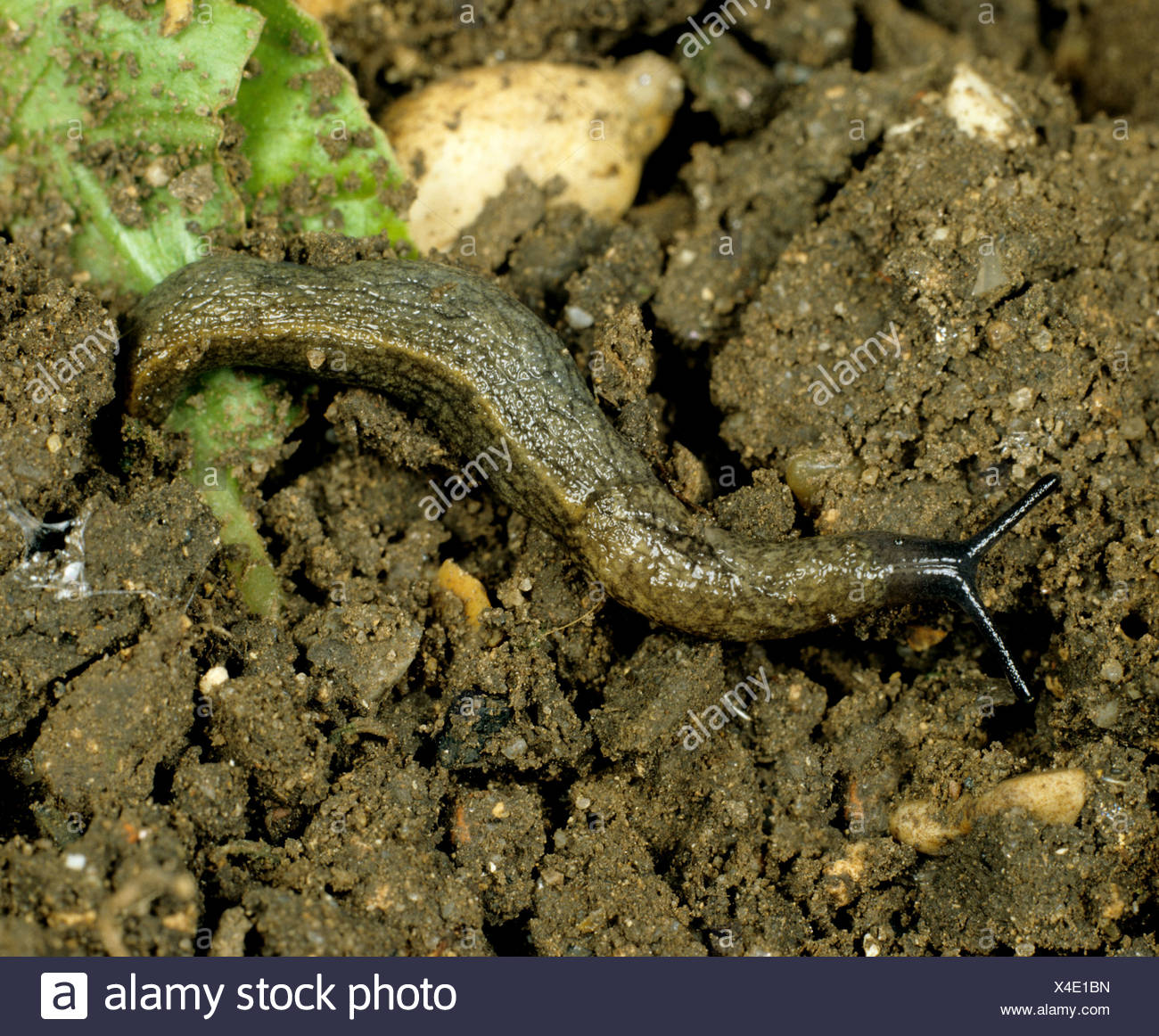 Keeled Slug High Resolution Stock Photography and Images - Alamy