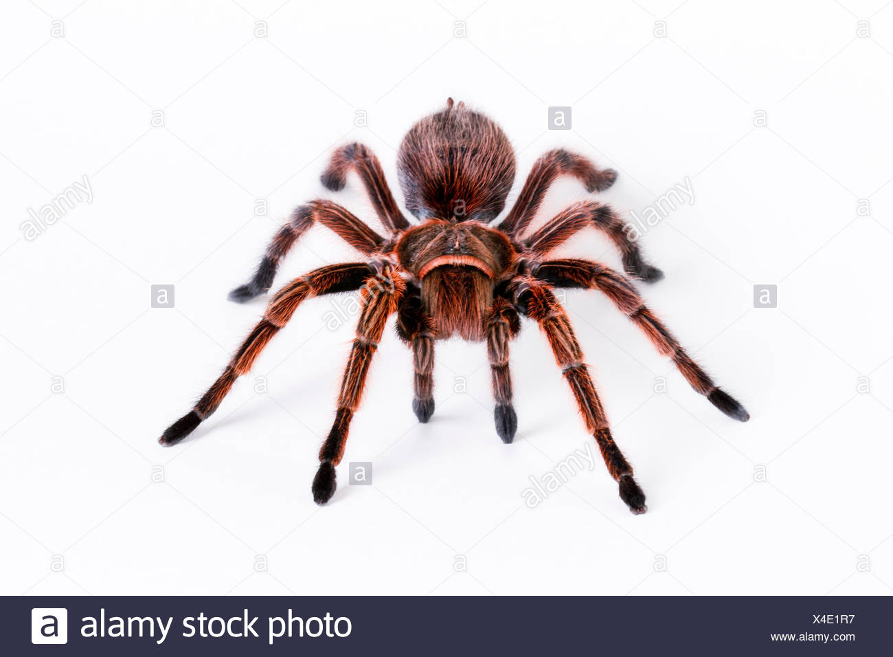 Domestic Spiders High Resolution Stock Photography and Images - Alamy