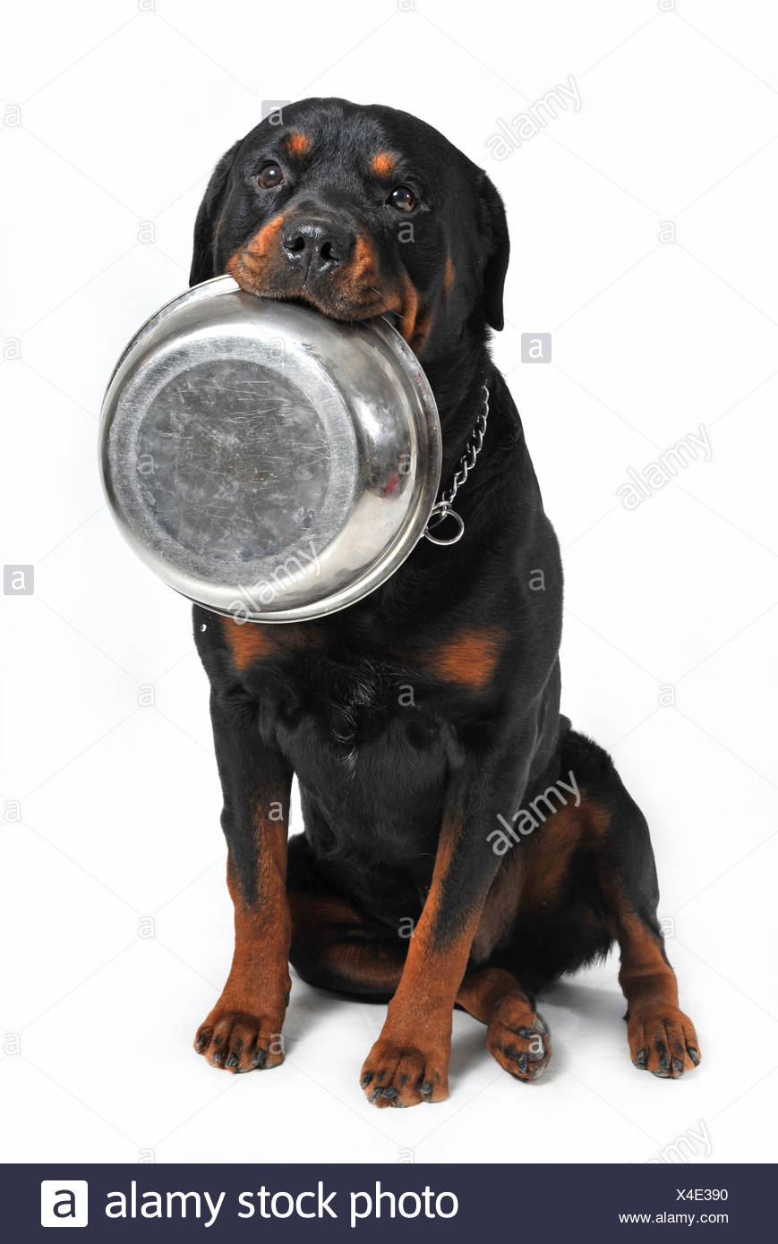 Hungry Dog High Resolution Stock Photography and Images - Alamy