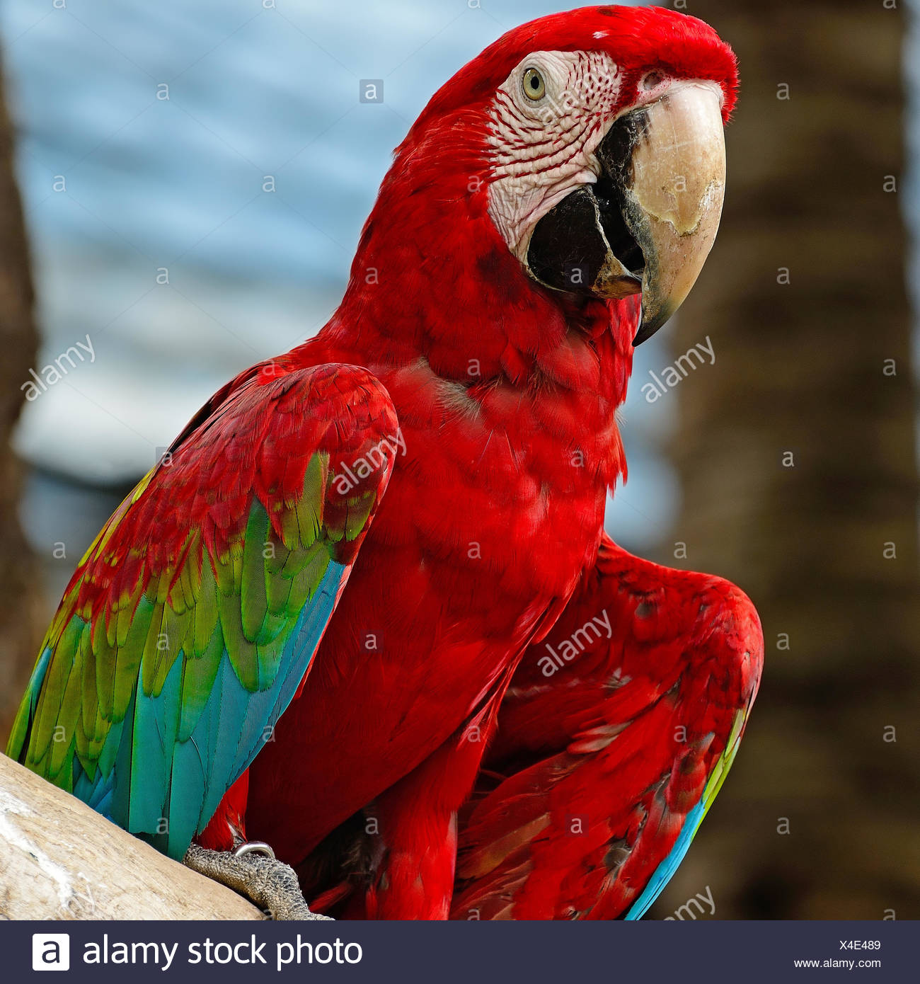 Greenwing Macaw Parrot High Resolution Stock Photography and Images - Alamy