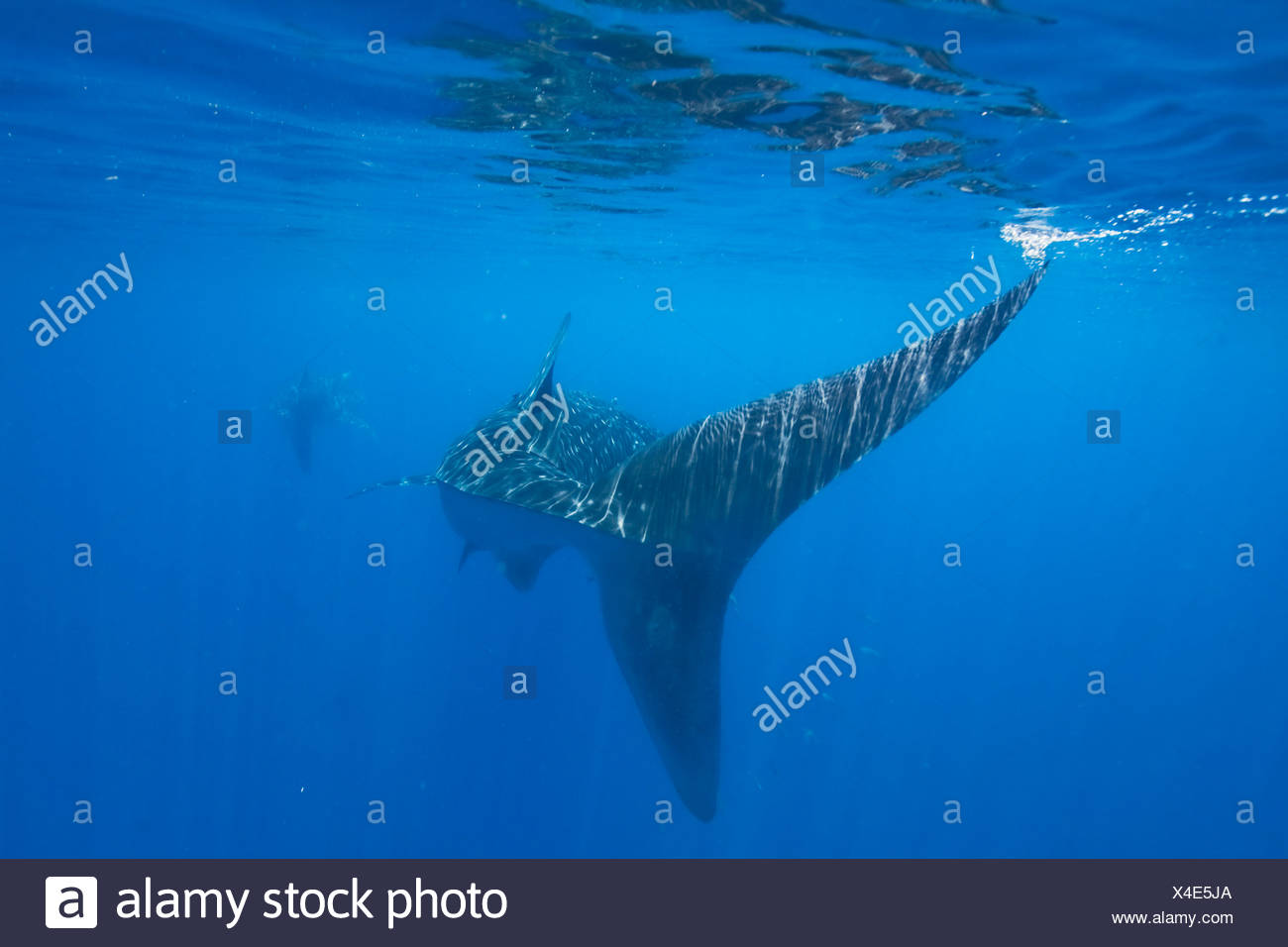 Palawan Philippines Whale High Resolution Stock Photography and Images - Alamy