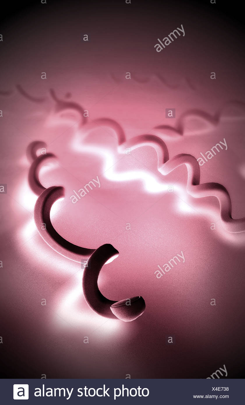 Treponema Pallidum Bacteria High Resolution Stock Photography and ...