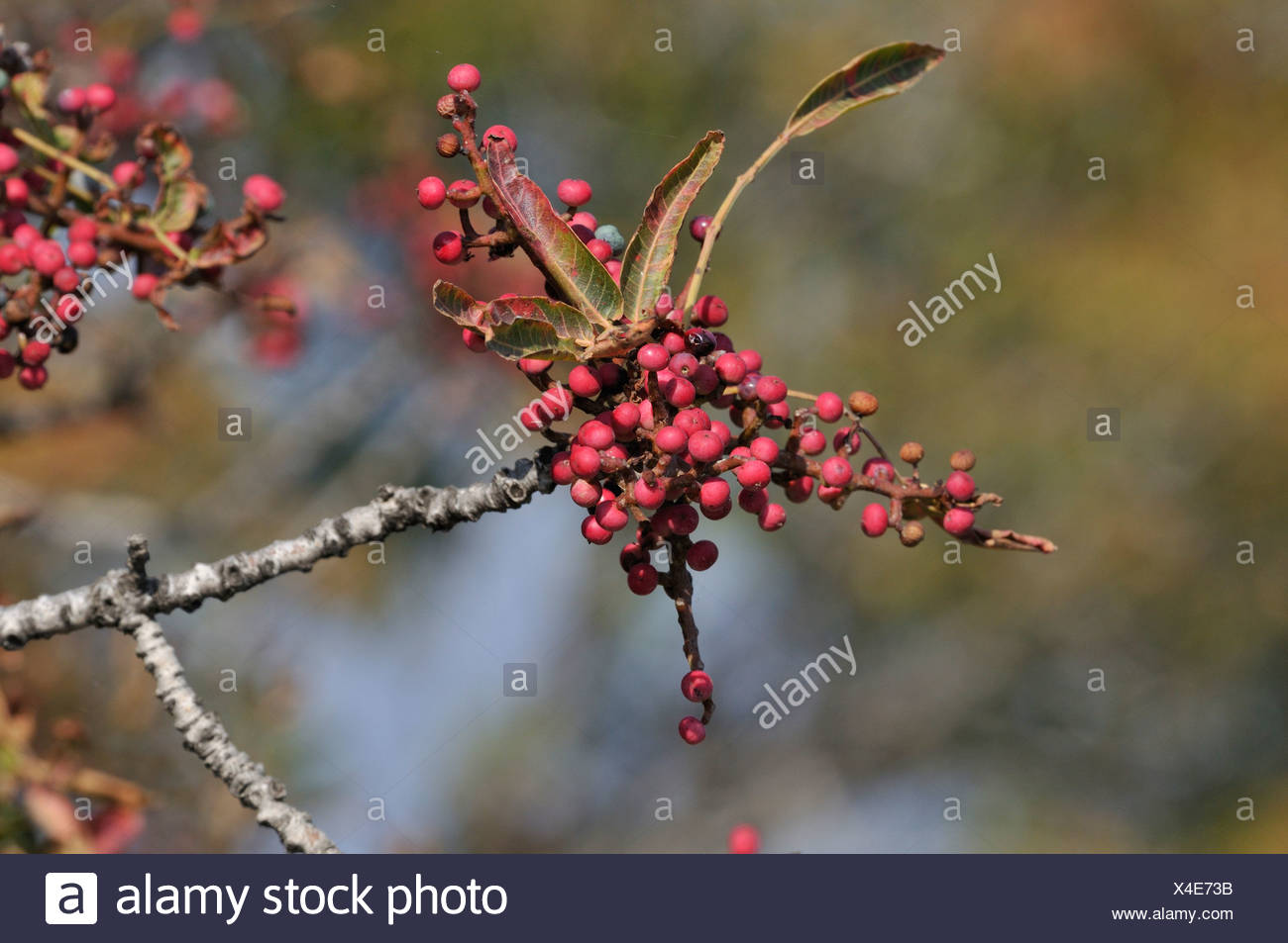 Terebinth Tree High Resolution Stock Photography and Images - Alamy