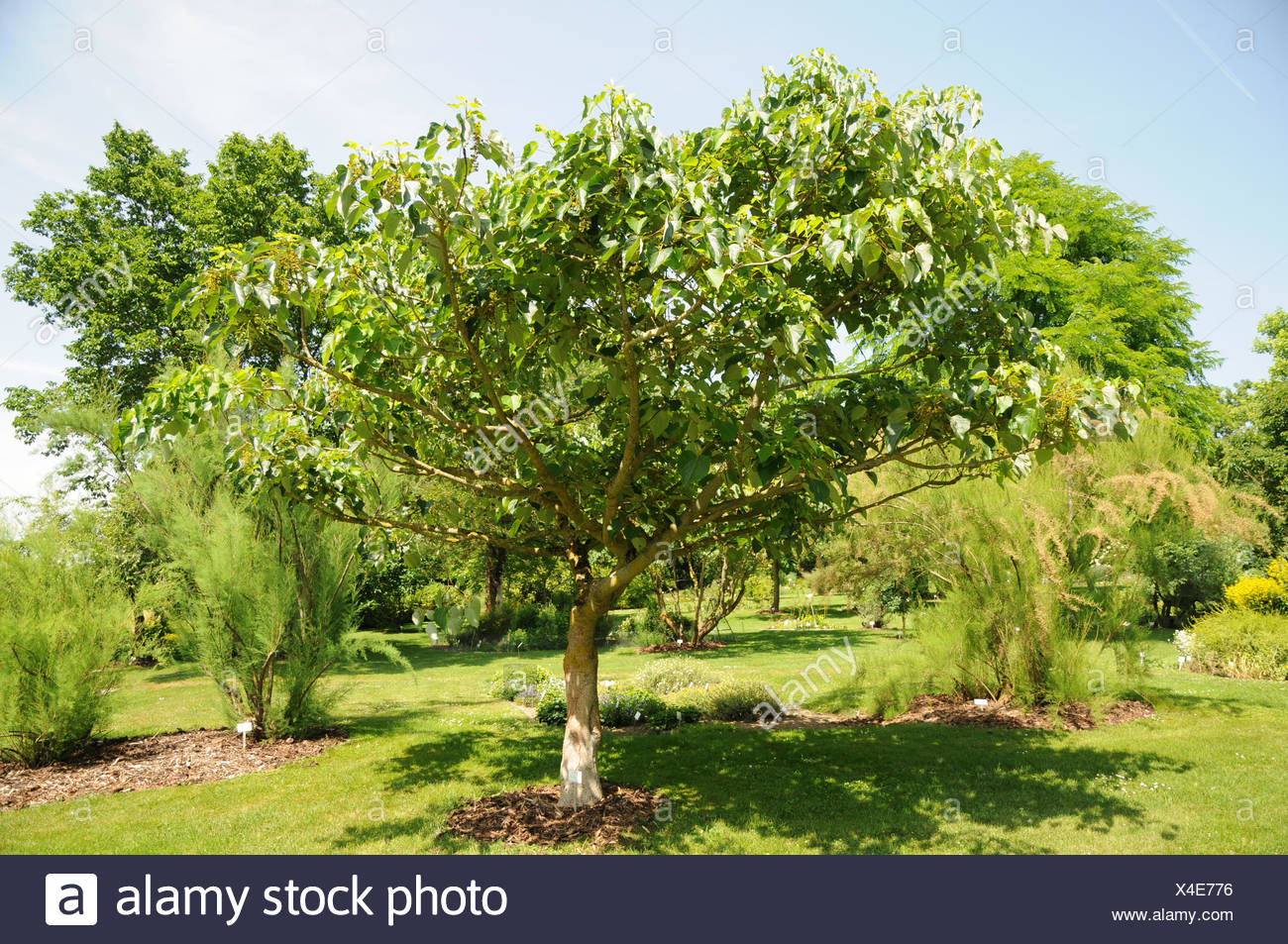 Wonder Tree High Resolution Stock Photography and Images - Alamy