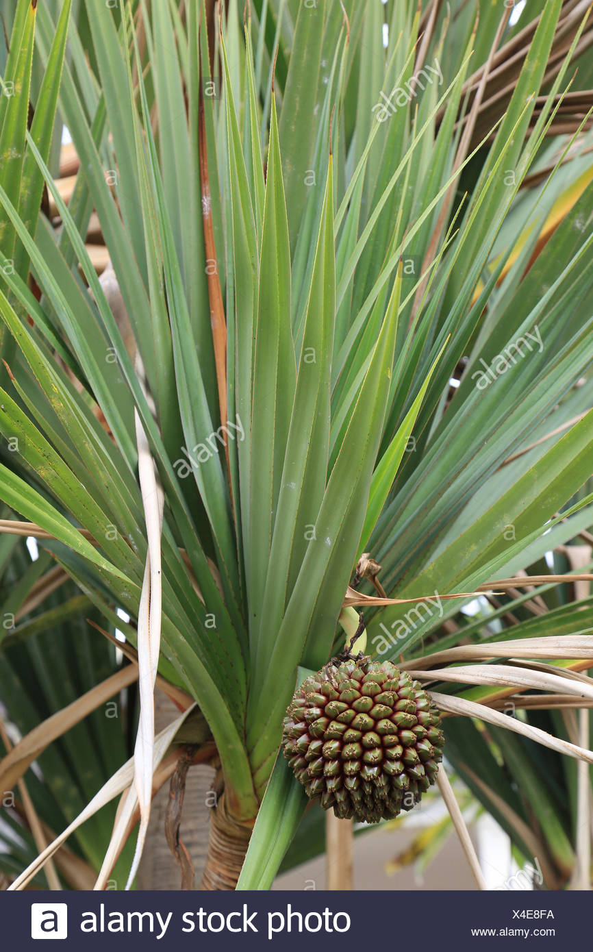 Pandanus Screwpine High Resolution Stock Photography and Images - Alamy