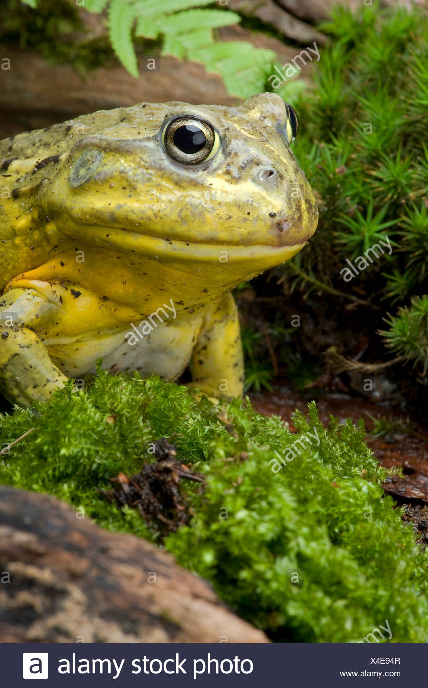 Chubby Frogs High Resolution Stock Photography and Images - Alamy