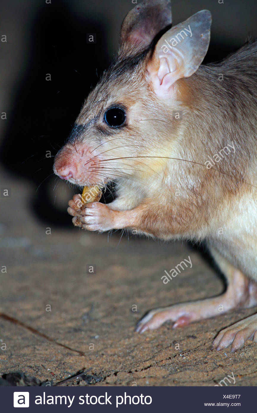 Malagasy Giant Rat High Resolution Stock Photography and Images - Alamy