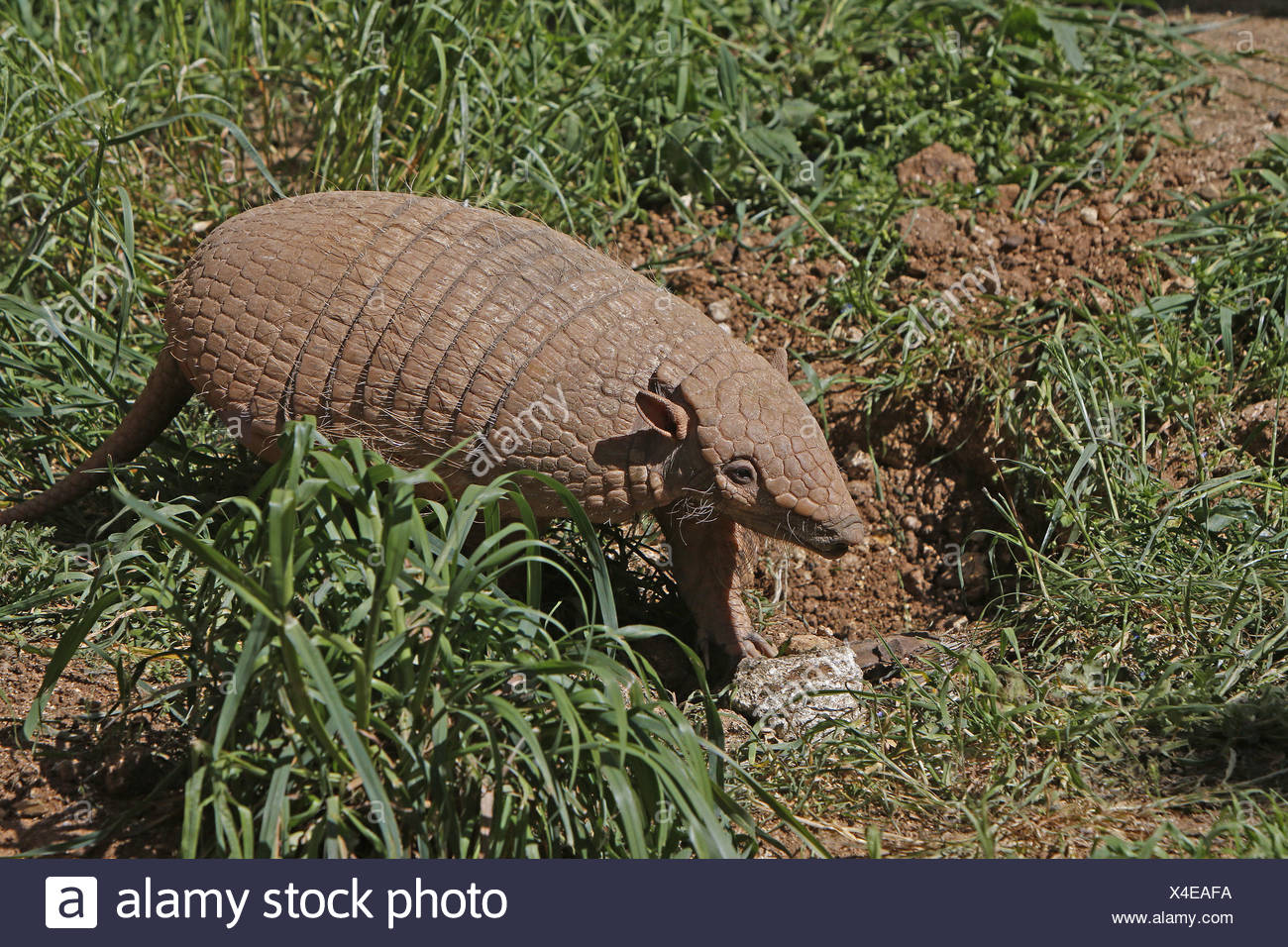Armadillo Standing High Resolution Stock Photography and Images - Alamy